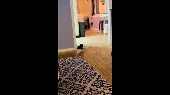 Big cat and kitten mimic each other in Massachusetts - Buy, Sell or ...