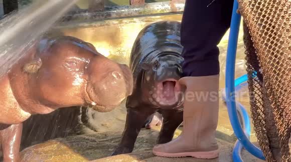 Baby hippo Moo Deng bites zookeeper's boots - Buy, Sell or Upload Video ...