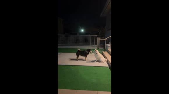Dogs with contrasting play styles in japan - Buy, Sell or Upload Video ...