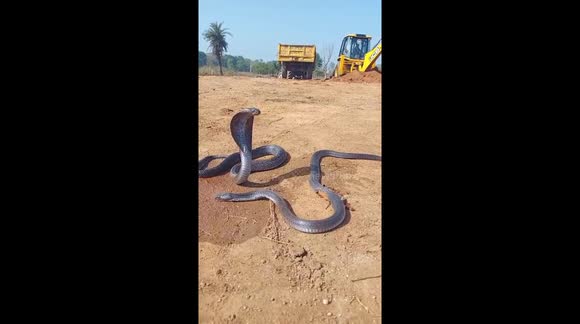 Cobra Dies in JCB Accident; Injured Mate Stays by Its Side in ...