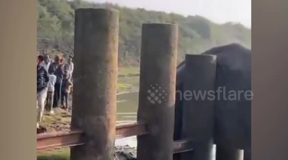 Elephant stuck between pillar barriers rescued by wildlife team India ...