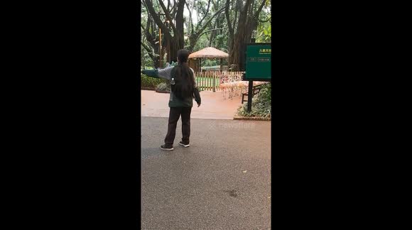 Flamingos flex their legs as they walk through zoo - Buy, Sell or ...