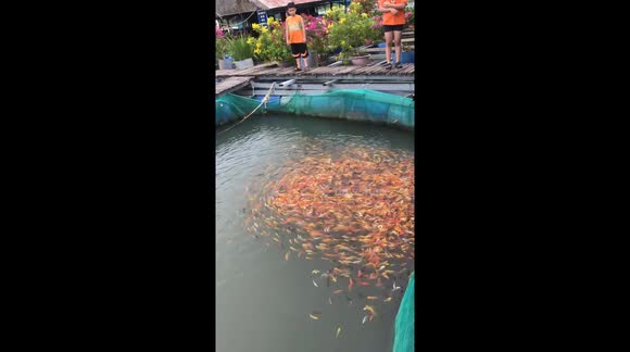 Thousands of fish create tornado on water's surface during feeding ...