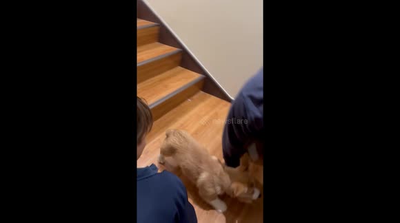 Chowder learns to go down the stairs: Clever corgi chooses the easy way ...