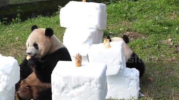 China: Ching Zoo Giant Pandas - Buy, Sell or Upload Video Content with ...