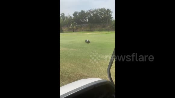 Huge Godzilla-esque monitor lizard charges at golf cart - Buy, Sell or ...