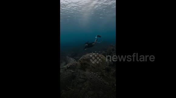 Freediver swims alongside giant sea turtle that dwarfs her in size ...