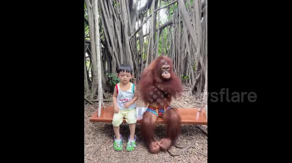 US: Reluctant Orangutan Makes Little Boy Cry - Buy, Sell or Upload ...