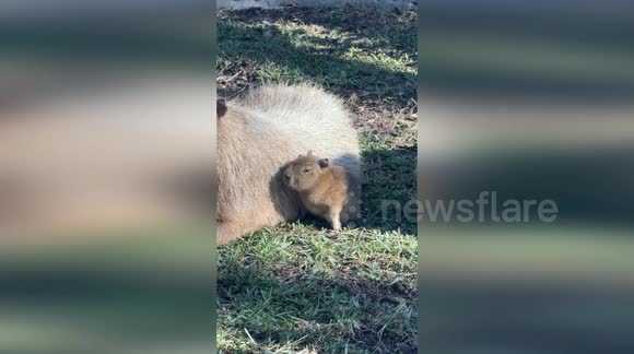 US: Bird on Tupi’s Head Gives Baby Capybara a Rude Awakening - Buy ...
