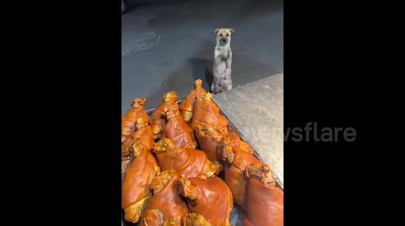 Stray Dog Bows for Food Outside Meat Shop, Wins Owner’s Heart in China ...