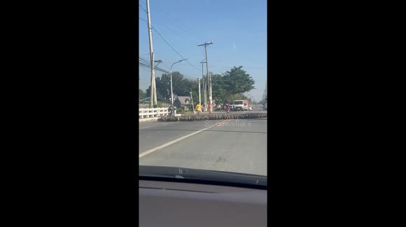 Traffic jam for 2,000 ducks: Highway turns into a feathered parade ...