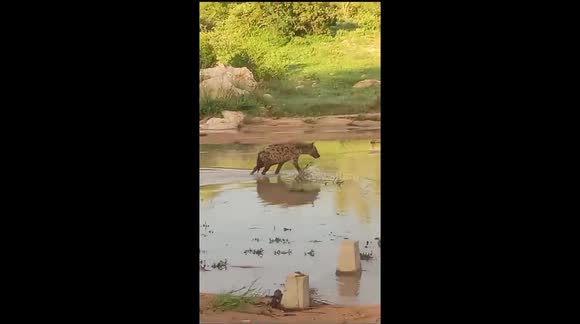 Rare footage of an opportunistic hyena hunting for fish in a river ...