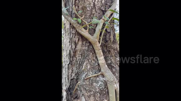 A banyan tree smothers and kills other trees in a National Park in ...