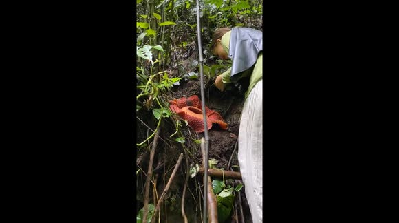 Tourists witness rare giant corpse flower bloom in Indonesian ...