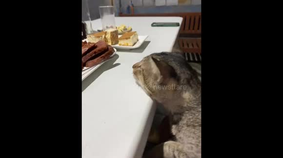 Cat caught staring at food on the table in Manila, Philippines - Buy ...