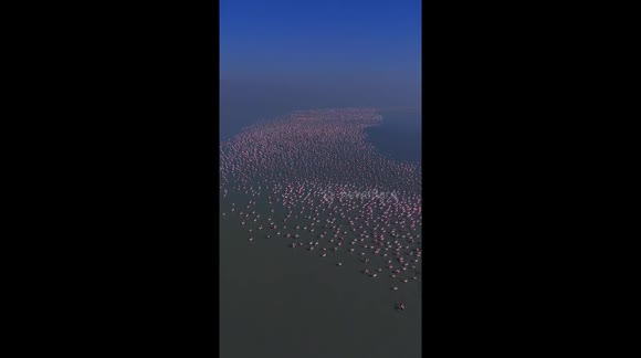 Stunning flock of flamingos spotted in Jaipur, India - Buy, Sell or ...
