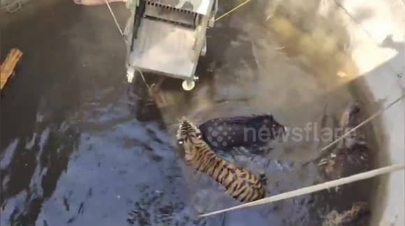 Pench Tiger Reserve rescued team big tiger and boar were safely through ...