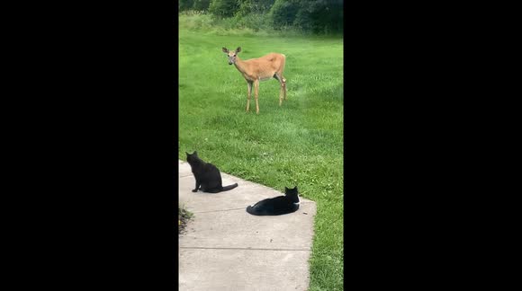 Deer & Cats seem curious of each other. Male cat wonders away-Mimi the ...