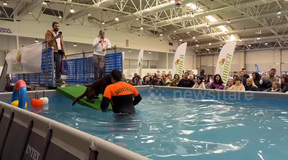 An operator from the Italian Rescue Dog School gives a dog a water ...
