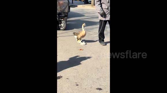 Elderly man takes pet goose wearing fluffy boots for walk in China ...
