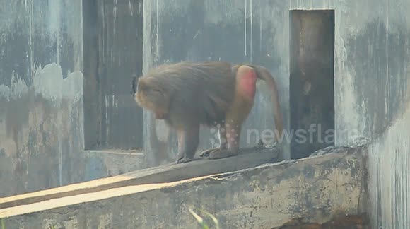 Baboon Uses Fingers Like a Human – You Won’t Believe This! - Buy, Sell ...