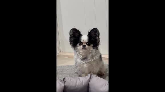 Grumpy pet dog looks like horror movie clown Pennywise - Buy, Sell or ...