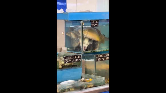 Bizarre fish with “human face” spotted at market in China - Buy, Sell ...
