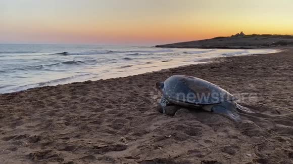 Cyprus: Turtles Race Against Climate Doom Nesting Early to Save Young ...
