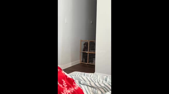 Chocolate Lab Flashes Goofy Smile - Buy, Sell or Upload Video Content ...