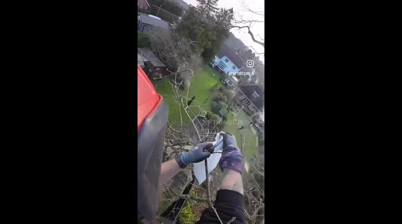 Skilled arborist takes a break from mature oak tree reduction, in ...