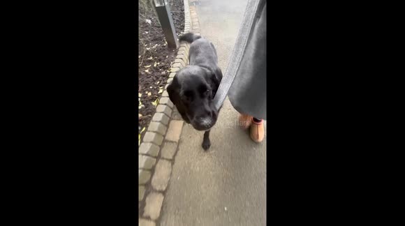Joey, the ‘failed’ guide dog who can’t stop guiding - Buy, Sell or ...