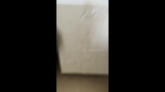Maine Coon Cat Roman Steals a Sandwich - Buy, Sell or Upload Video ...
