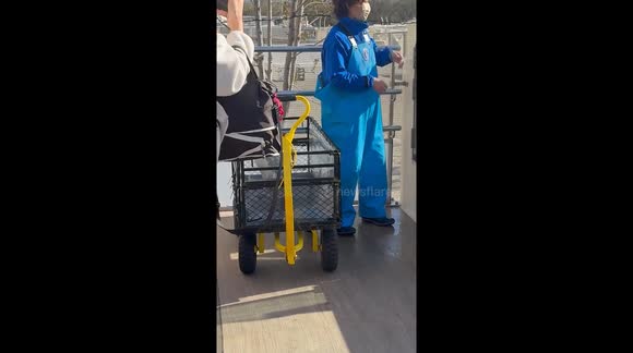 Adorable penguins lifted out of enclosure into trolley for feeding time ...