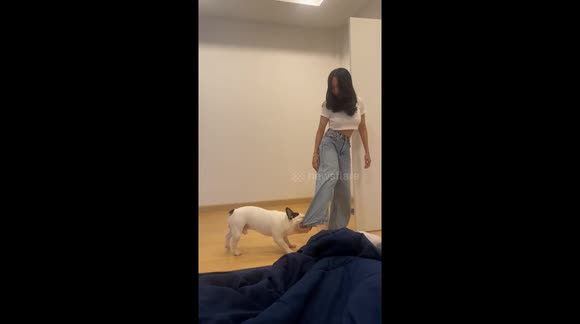 Denim dog! Pet pooch clamps its jaws on owner's jeans - Buy, Sell or ...