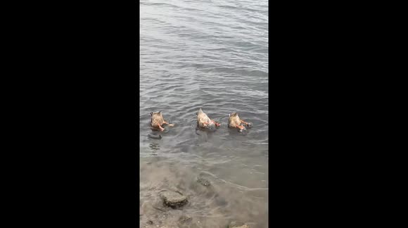 Ducks dip underwater, showing their tails in Hunan, China - Buy, Sell ...