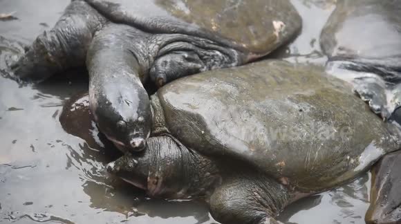 Black softshell turtle is seen ahead of 'World Wildlife Day' in India ...