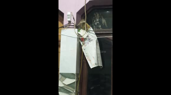 Mouse caught stealing newspaper in Vrindavan, Uttar Pradesh, India ...