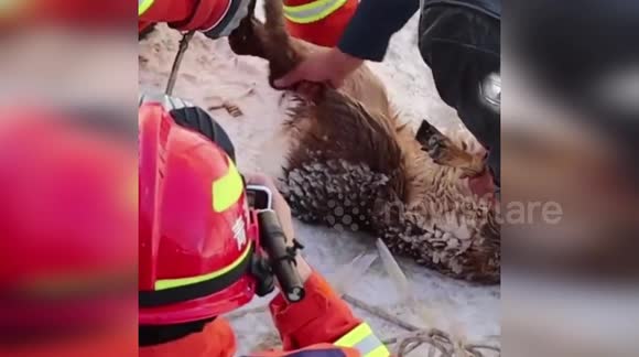 China: Two Clumsy Deer Rescued from Ditch by Firefighters in Princess ...