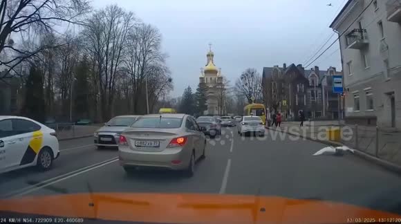 Swan crash-lands on road in front of oncoming cars before being rescued ...