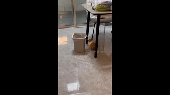 Slam dunk! Pet rabbit leaps from table into trash can - Buy, Sell or ...