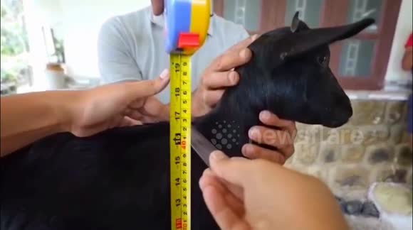 Kerala’s ‘Karumbi’ Crowned World’s Shortest Goat by Guinness World ...