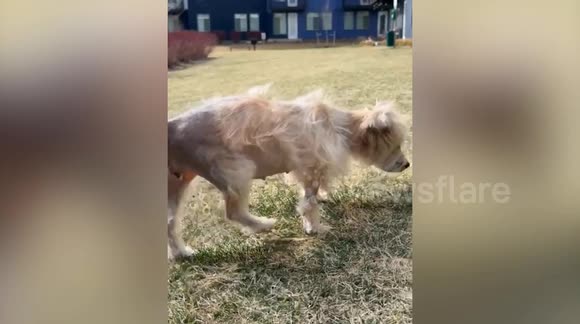 "My dog ate FIVE pairs of my Skims underwear - leaving me with $13k vet ...