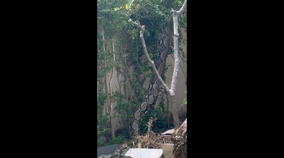 Gargantuan python caught in French family's garden - Buy, Sell or ...