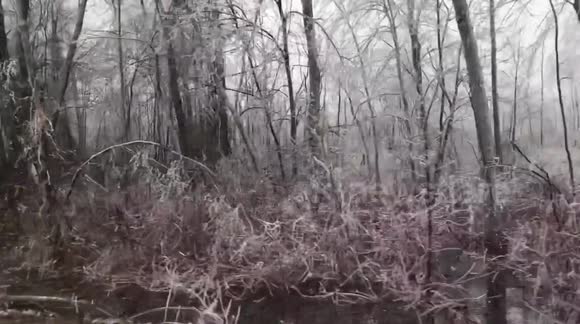 Canada: Widespread Tree Damage in Innisfil Following Devastating Ice ...