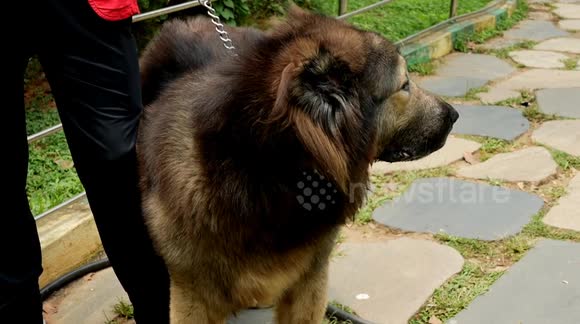 Bengaluru Man Buys World's Most Expensive "Wolfdog" For $5.8 Million ...