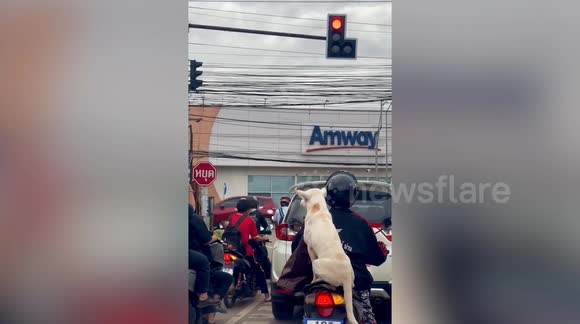 Pet dog rides pillion on the back of motorcycle - Buy, Sell or Upload ...