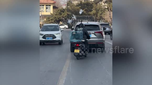 Flock of pigeons follows motorcycle carrying caged bird - Buy, Sell or ...