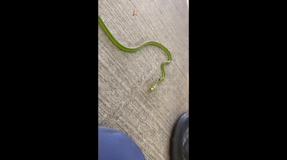 Praying Mantis Stands Its Ground Against Snake - Buy, Sell or Upload ...
