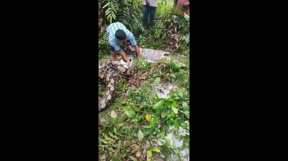 Indonesian farmers stunned by 23-foot python found with swollen belly ...