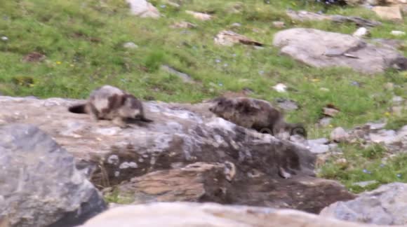 Groundhogs - Fighting Marmots - Buy, Sell or Upload Video Content with ...